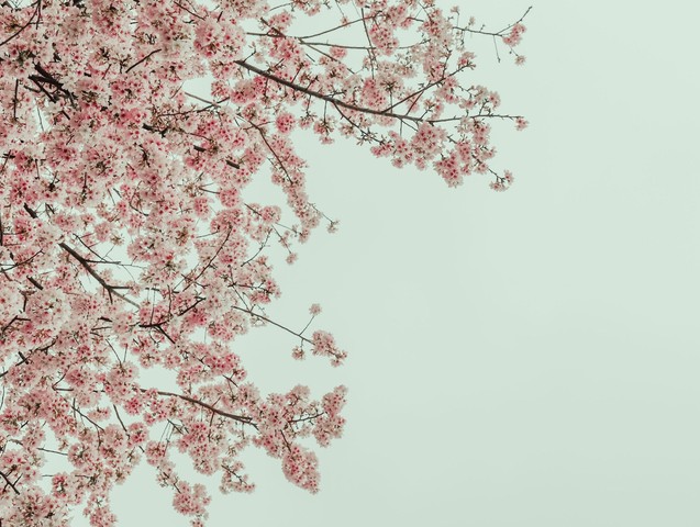 Lane Neave & celebrating Spring | Joy