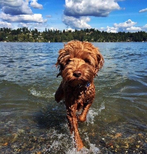 Ollie Plus Phoebe | Joy