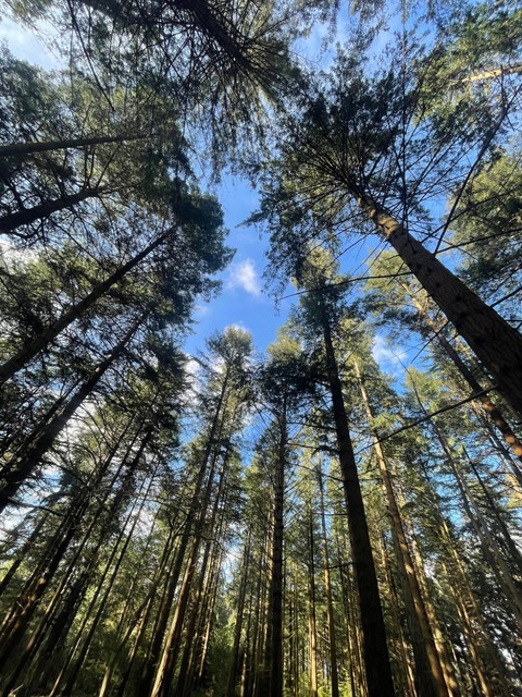 Simone & James | Joy