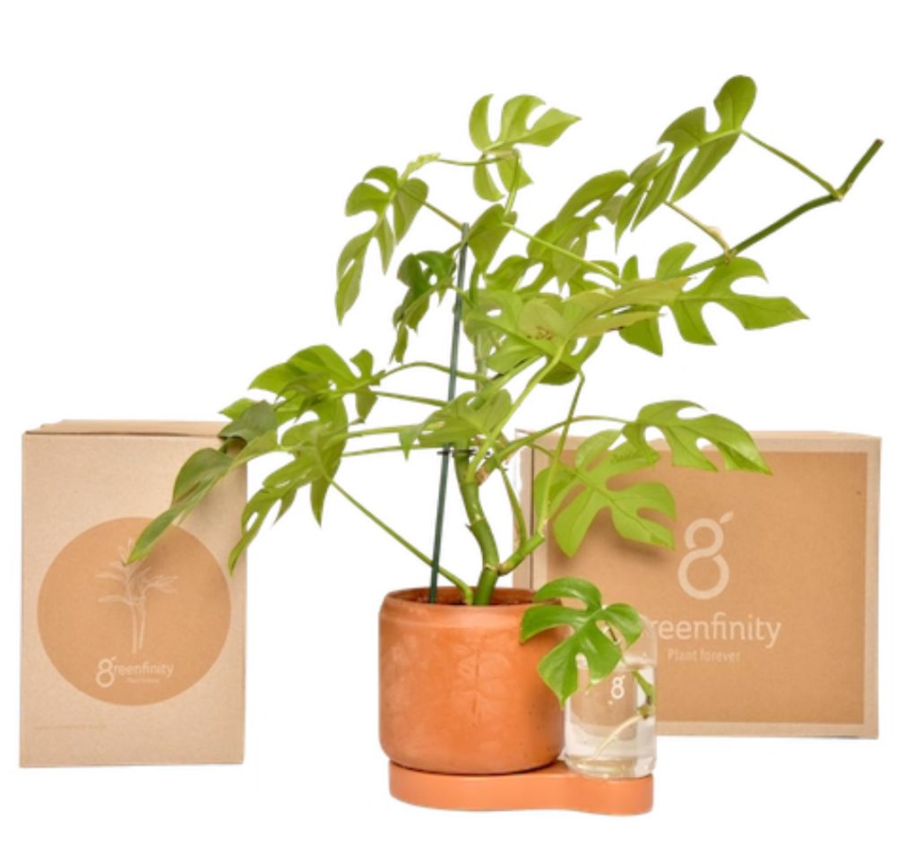 Greenfinity Propagate Plant Growing System | Joy