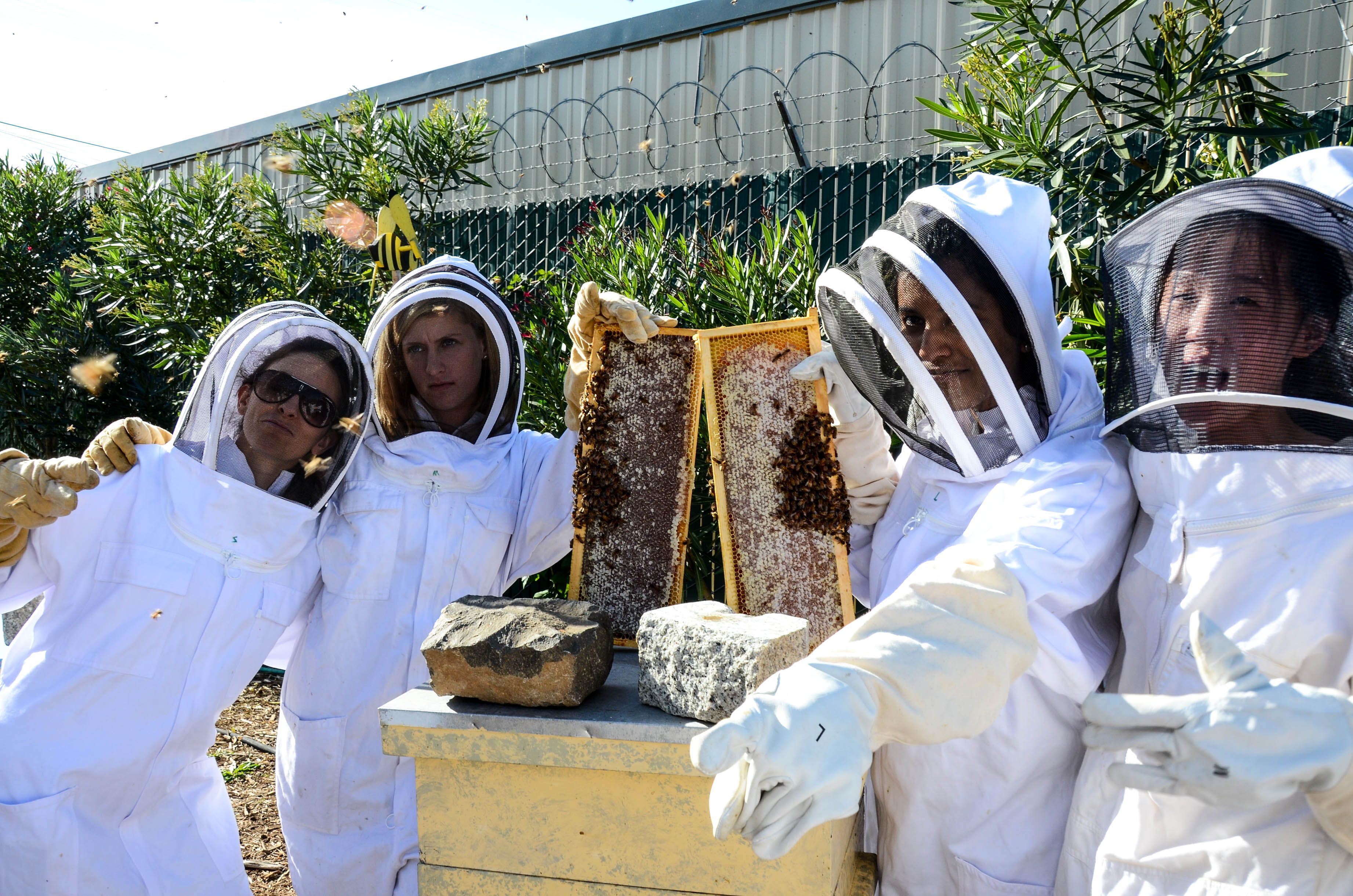 Spur Experiences Beekeeping Beginner Class and Honey Tasting for 2 (San ...